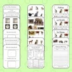 Learn About Baby Animals - Petal Resources