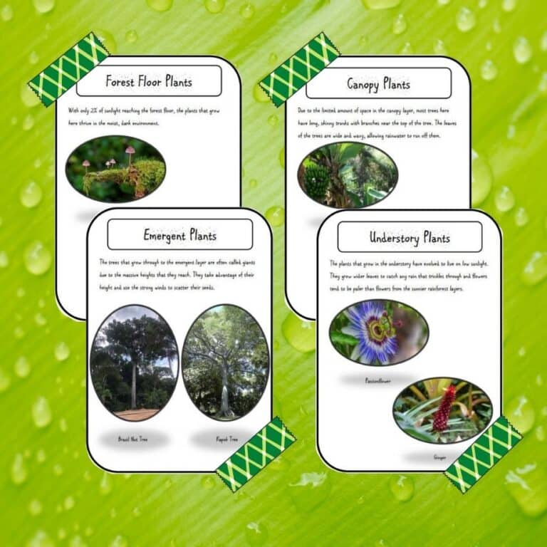 Rainforest Plants Within Each Layer - Petal Resources